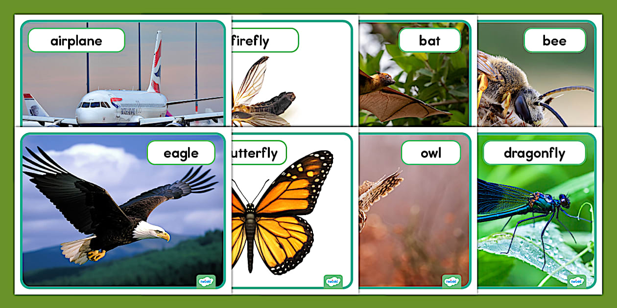 Things With Wings Photos (teacher made) - Twinkl