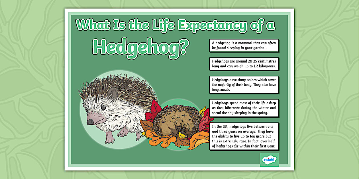What Is the Life Expectancy of a Hedgehog? Display Poster