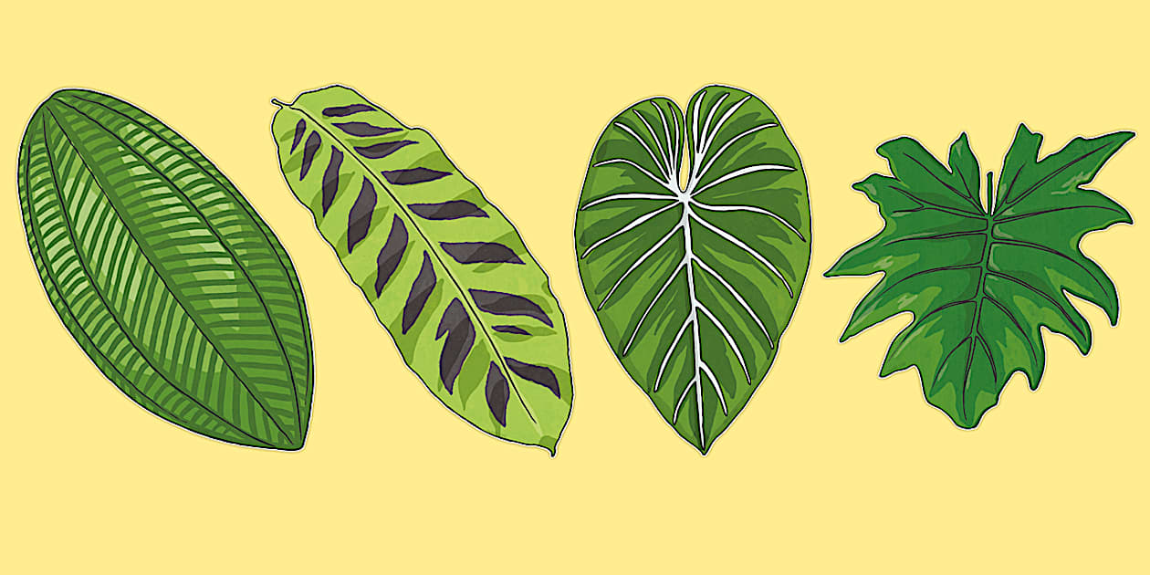 Editable Rainforest Leaves Display Cut Outs (teacher made)