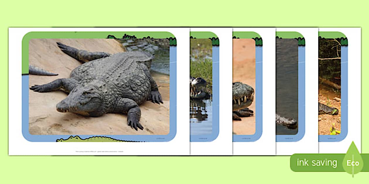Crocodiles Photo Pack (teacher made) - Twinkl
