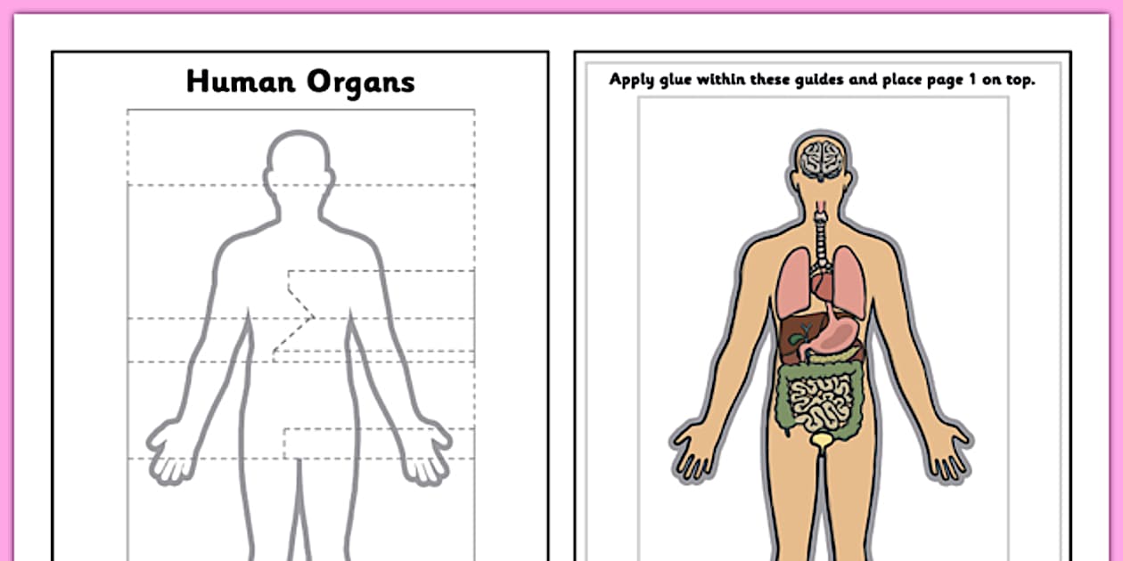 Lower Ability Human Organs Interactive Labelling Activity