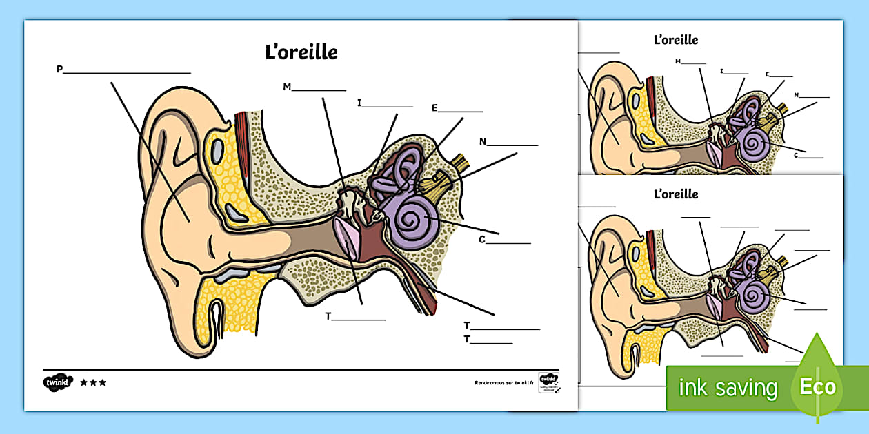 Feuille d'activités : L'oreille - Twinkl