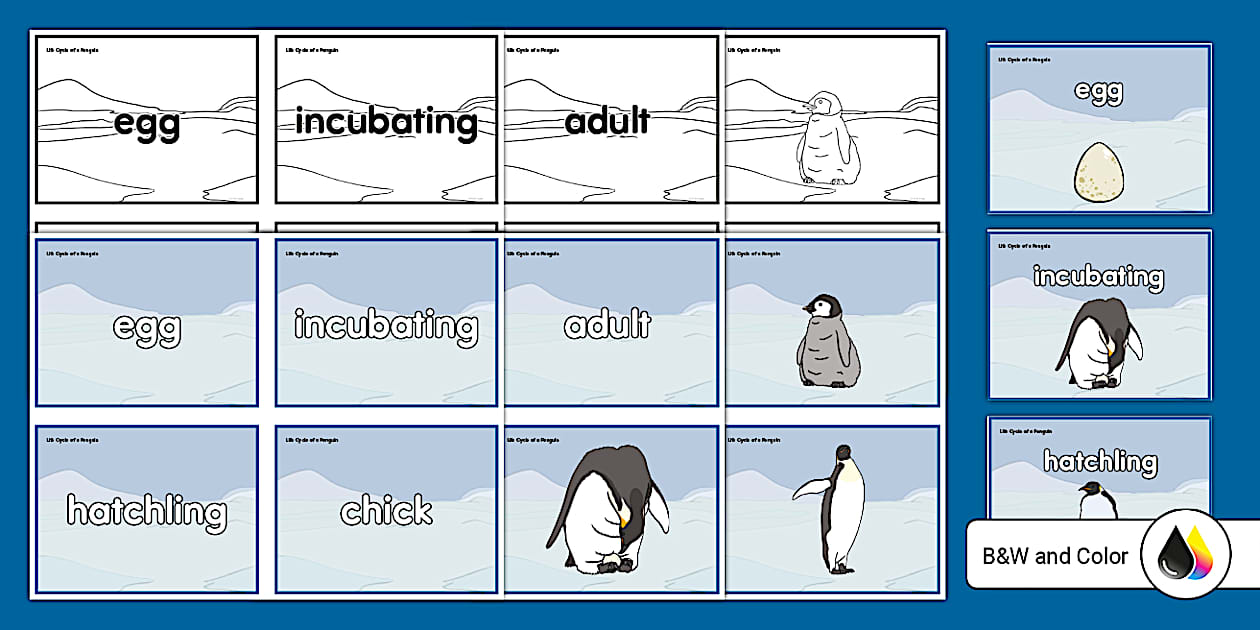 Life Cycle of a Penguin Sequencing Cards for K-2nd Grade