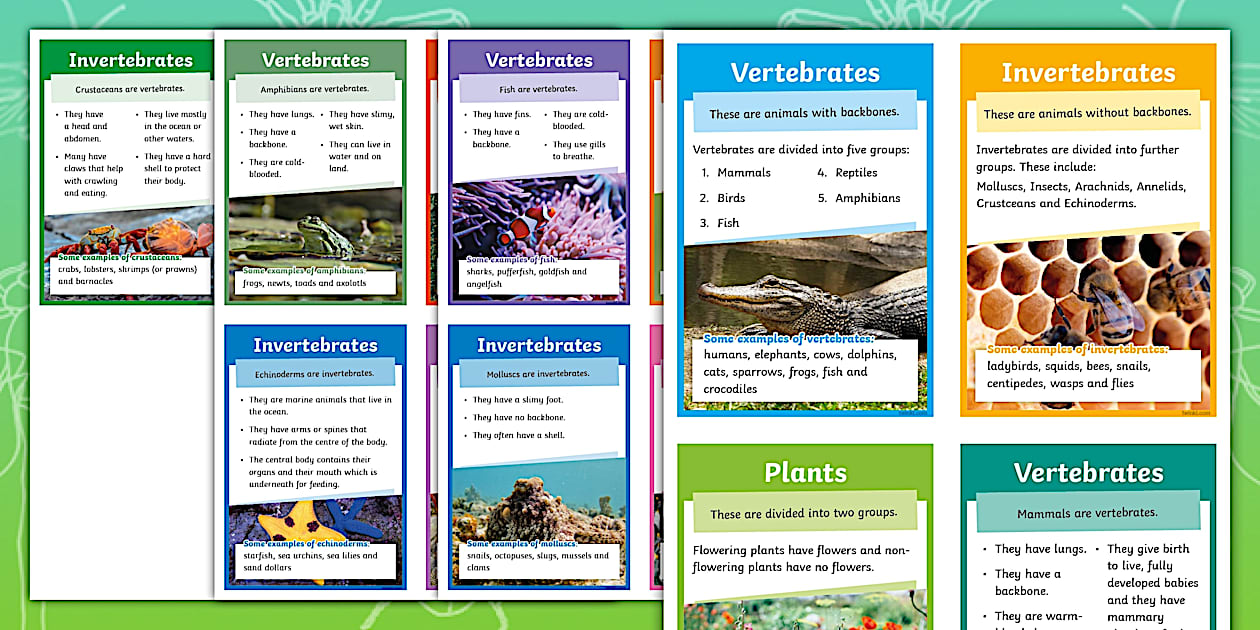KS2 - Vertebrates and Invertebrates Cards - Science Resource