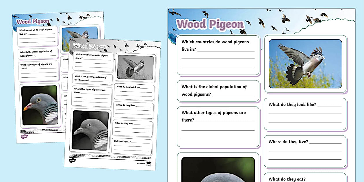 Wood Pigeon Fact File Template (teacher made) - Twinkl