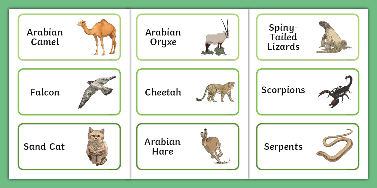 Word Cards: Animals of Kuwait Illustrated (profesor hizo)