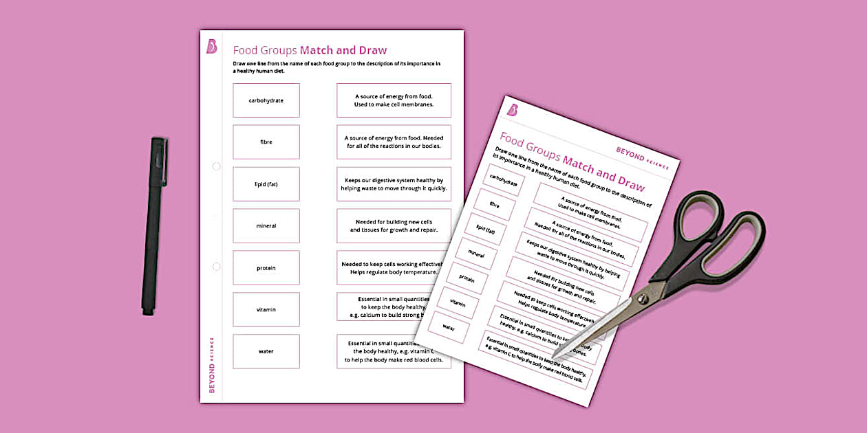 Food Groups Match and Draw | KS3 Biology | Beyond Science