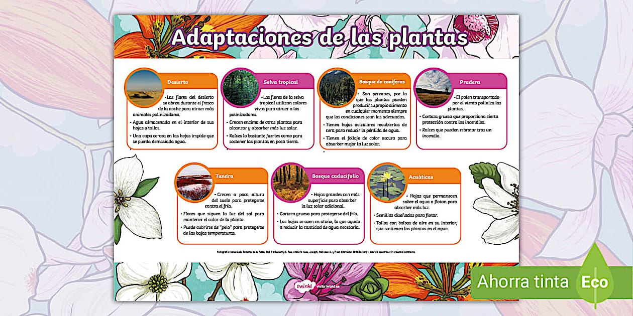 Póster: Adaptaciones de las plantas (teacher made) - Twinkl