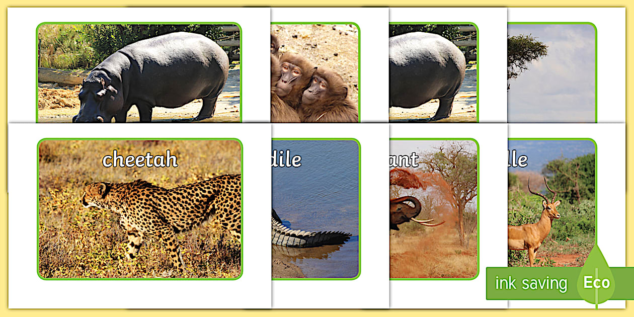 Editable Safari Animals Display Photos - Twinkl