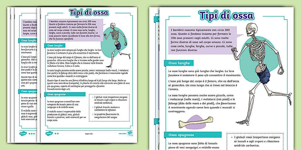 Tipi di ossa - Lettura e comprensione differenziata - Twinkl