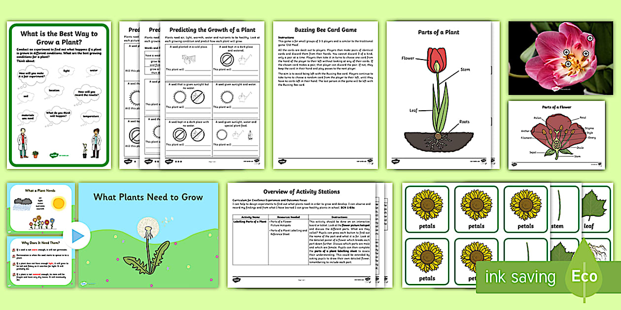 Plant Science Experiment Pack - Growing Plants Resources