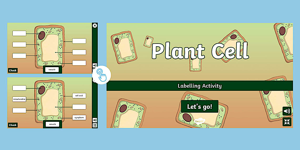 Plant Cell Interactive Labelling Activity (Teacher-Made)