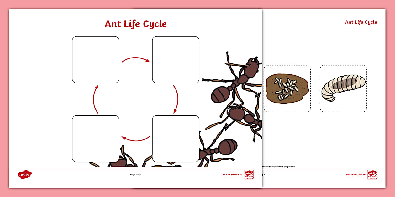 Ant Life Cycle Worksheet | Twinkl (teacher made) - Twinkl