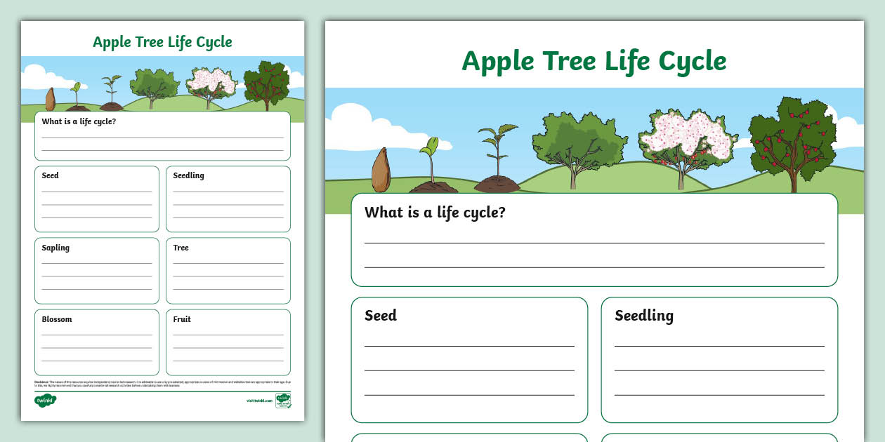 Apple Tree Life Cycle Fact File Template (teacher made)