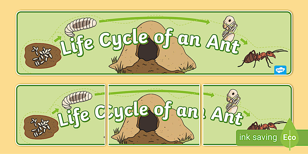 Cursive Ant Life Cycle Display Banner (teacher made)