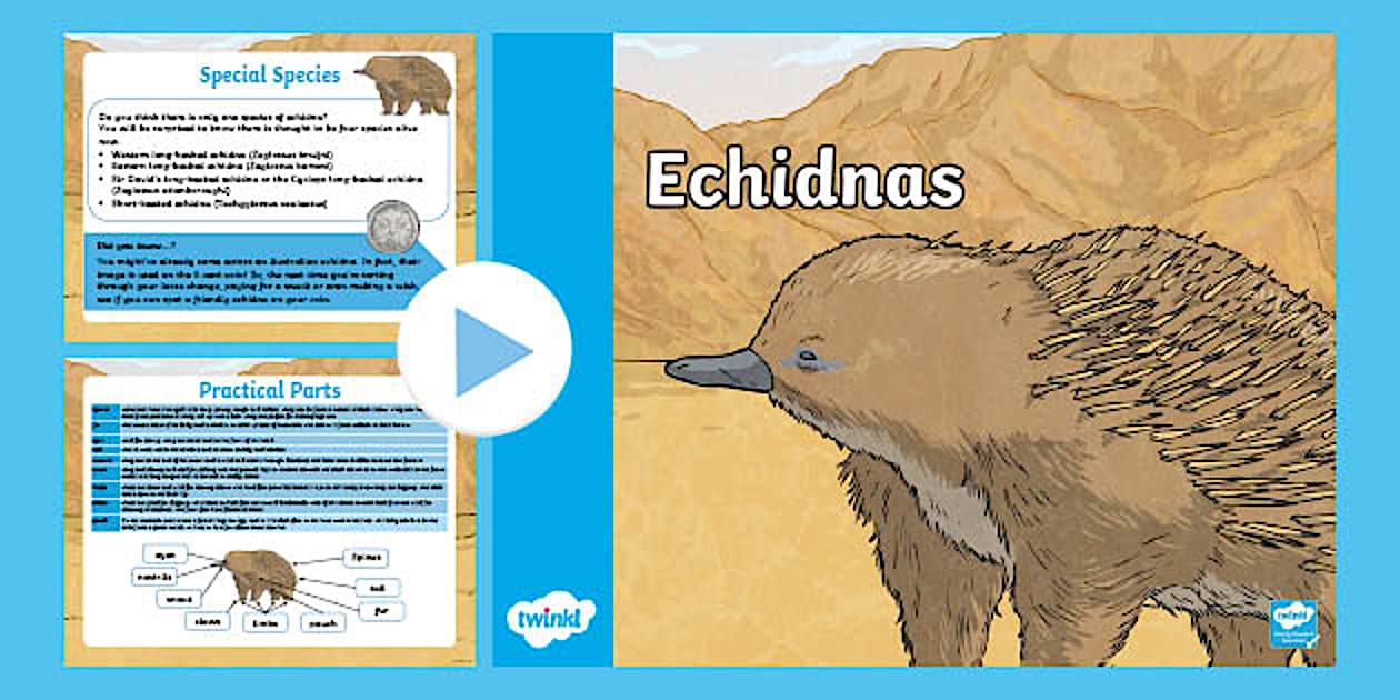 Echidna PowerPoint - Echidna Resources (teacher made)
