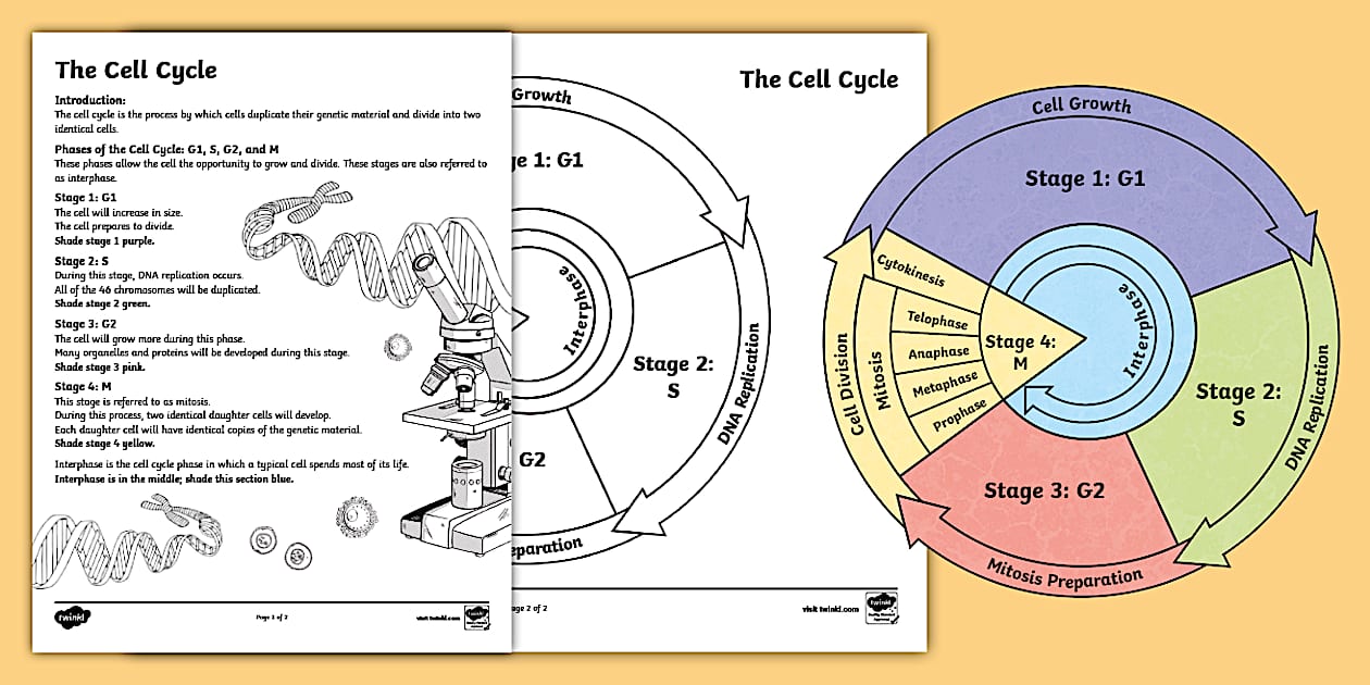 The Cell Cycle Coloring Worksheet | Twinkl USA - Twinkl