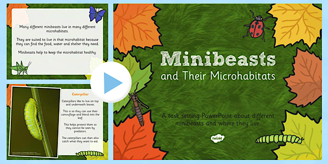Minibeasts PowerPoint - minibeasts (teacher made) - Twinkl