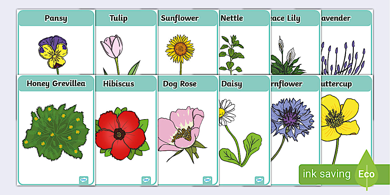 Flowers Poster (teacher made) - Twinkl