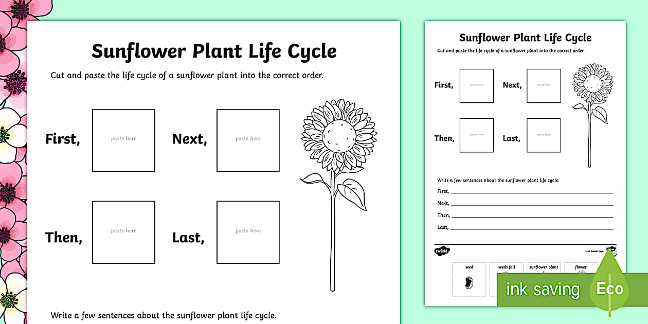 Sunflower Plant Life Cycle Sentence Writing Worksheet / Worksheet