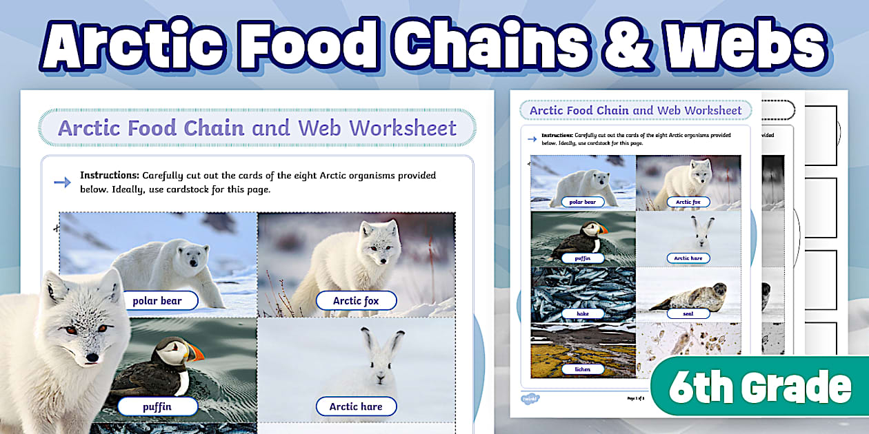 Sixth Grade Arctic Food Chains and Webs Worksheet