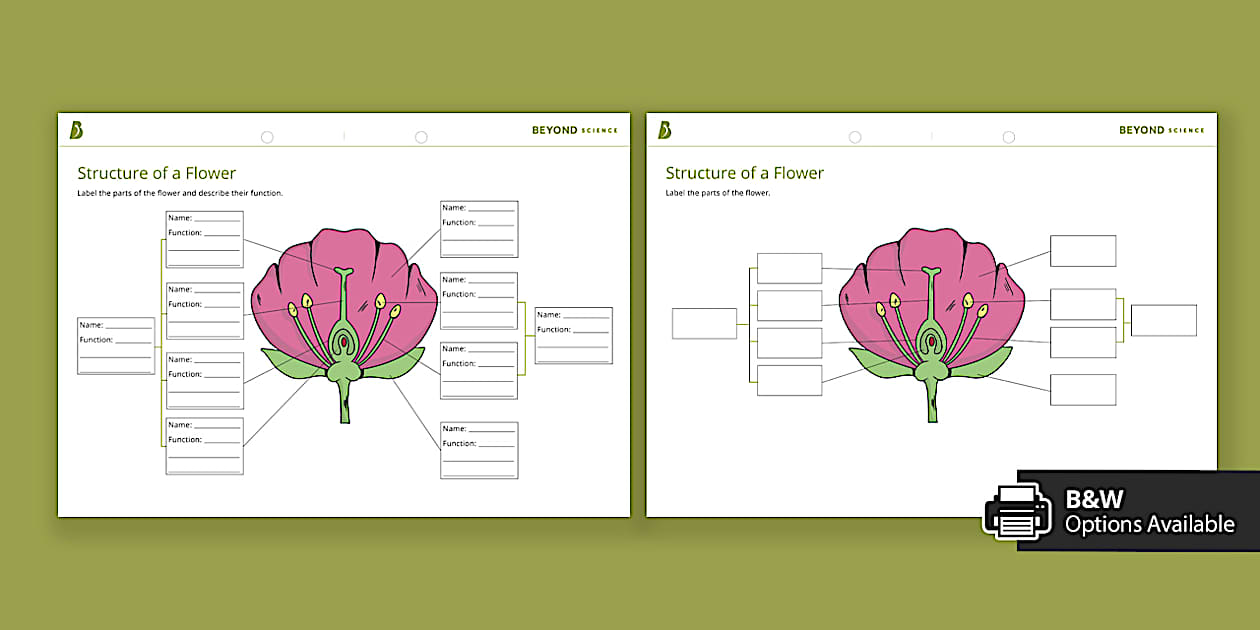 Structure of a Flower Labelling Worksheet - Twinkl