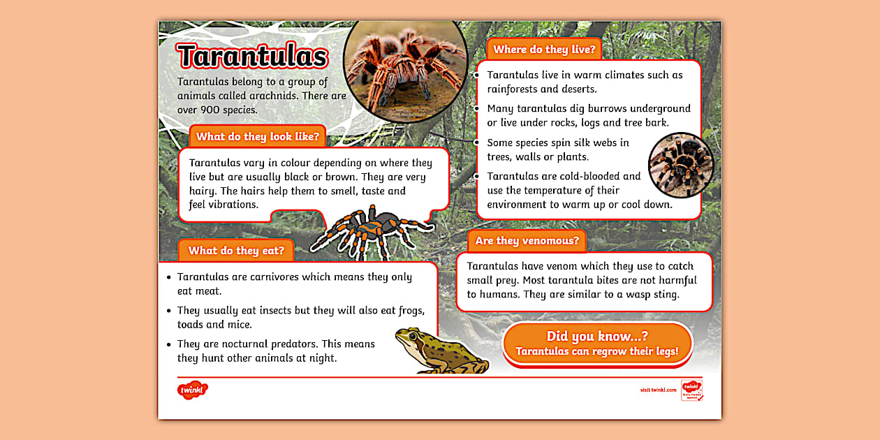 KS1 Tarantula Fact File (teacher made) - Twinkl
