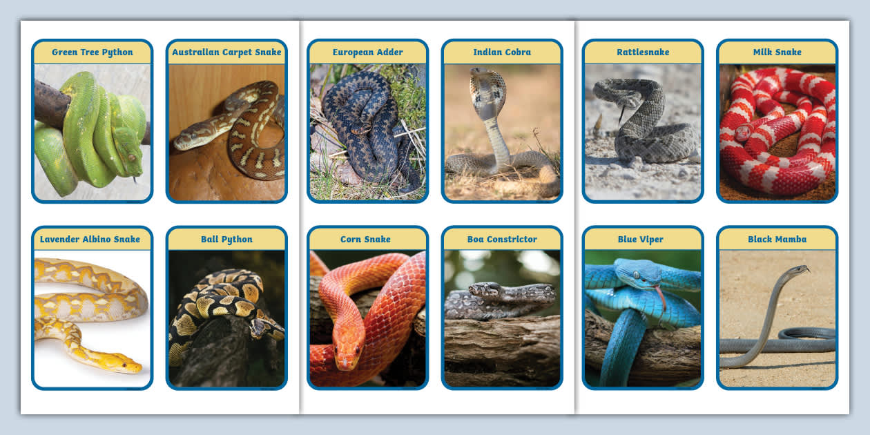 Snake Photo Flashcards -Twinkl Foundation (teacher made)