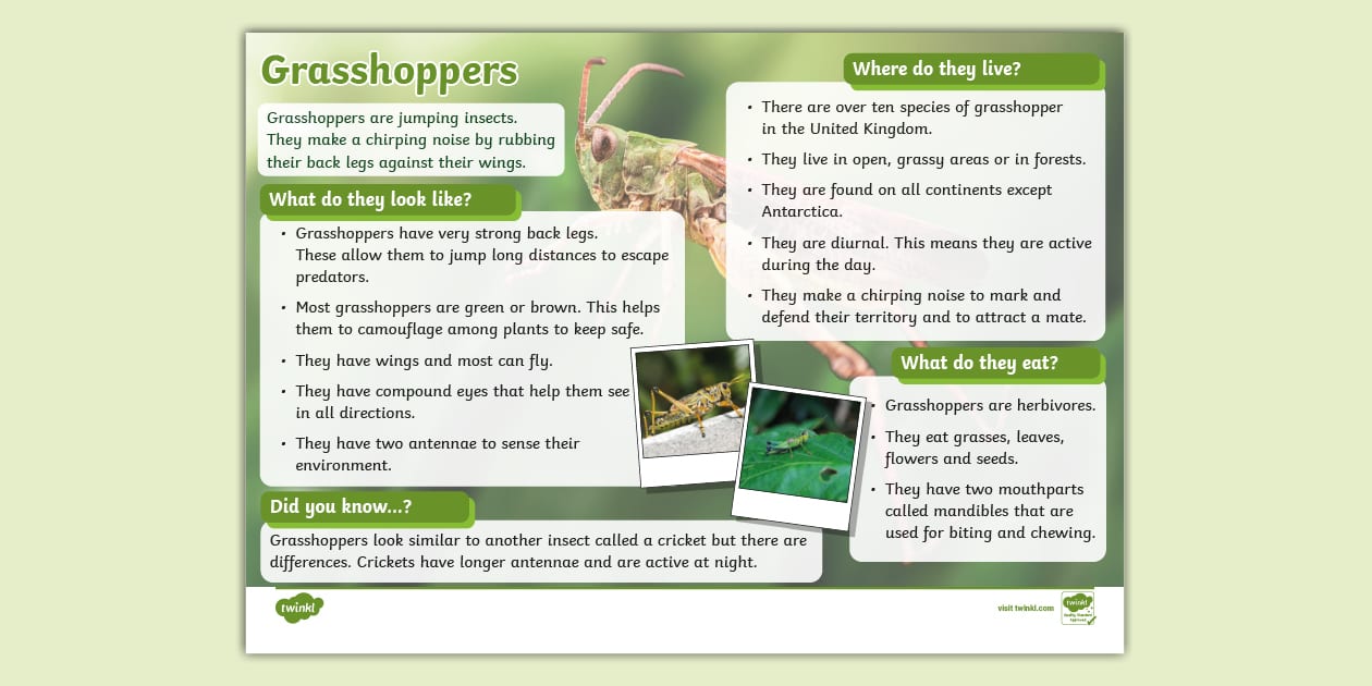 KS1 Grasshoppers Fact File (teacher made) - Twinkl