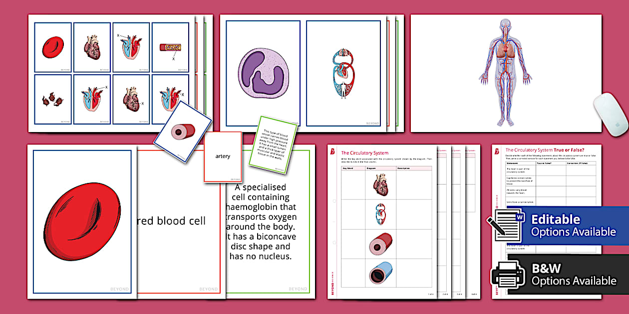 Circulatory System AR Resource Pack (teacher made) - Twinkl