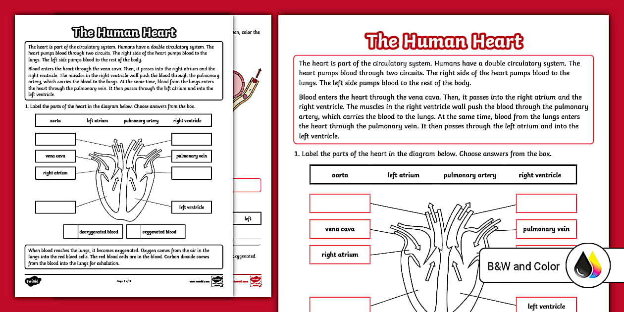 The Human Heart Reading Worksheet for 3rd-5th Grade - Twinkl