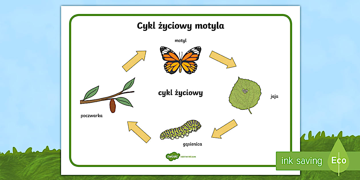Cykl życiowy motyla | Plansza obrazkowa (teacher made)