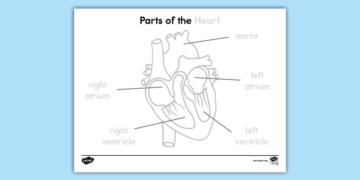 Parts of the Heart Trace and Color Worksheet - Twinkl