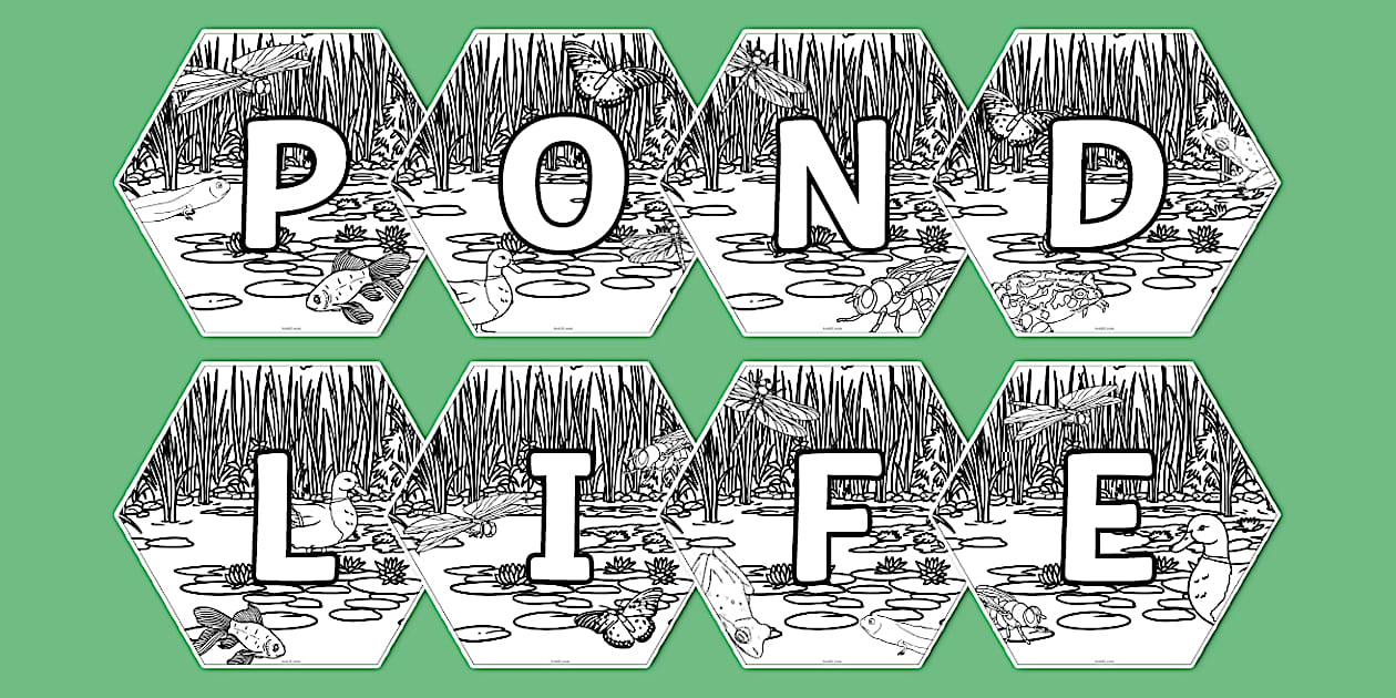 * NEW * Pond Life Colouring Hexagon Display Shapes - Twinkl