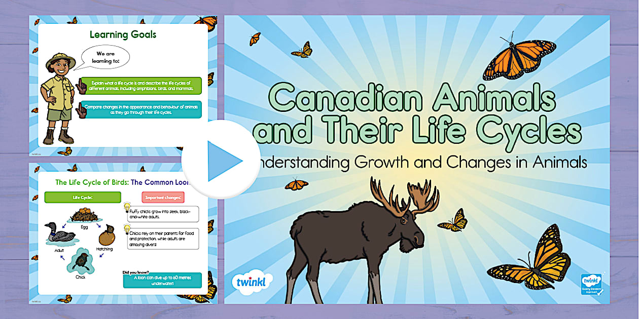 Canadian Animals and Their Life Cycles PowerPoint