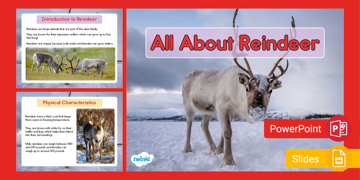 All About Reindeer PowerPoint & Google Slides for K-2nd