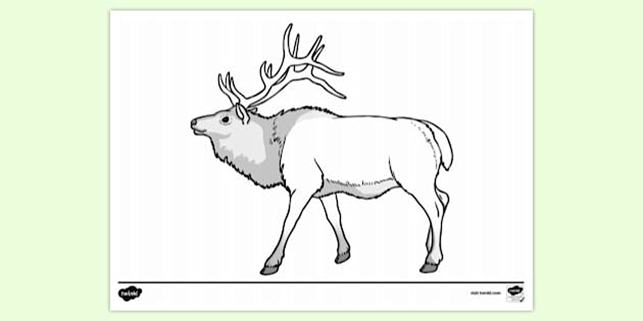 Elk Colouring Page Printable | Colouring Sheets - Twinkl