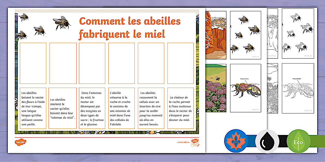 How Bees Make Honey French (teacher made) - Twinkl