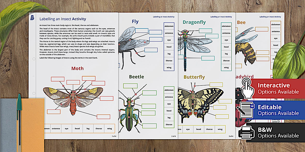 Labelling an Insect Activity (teacher made) - Twinkl