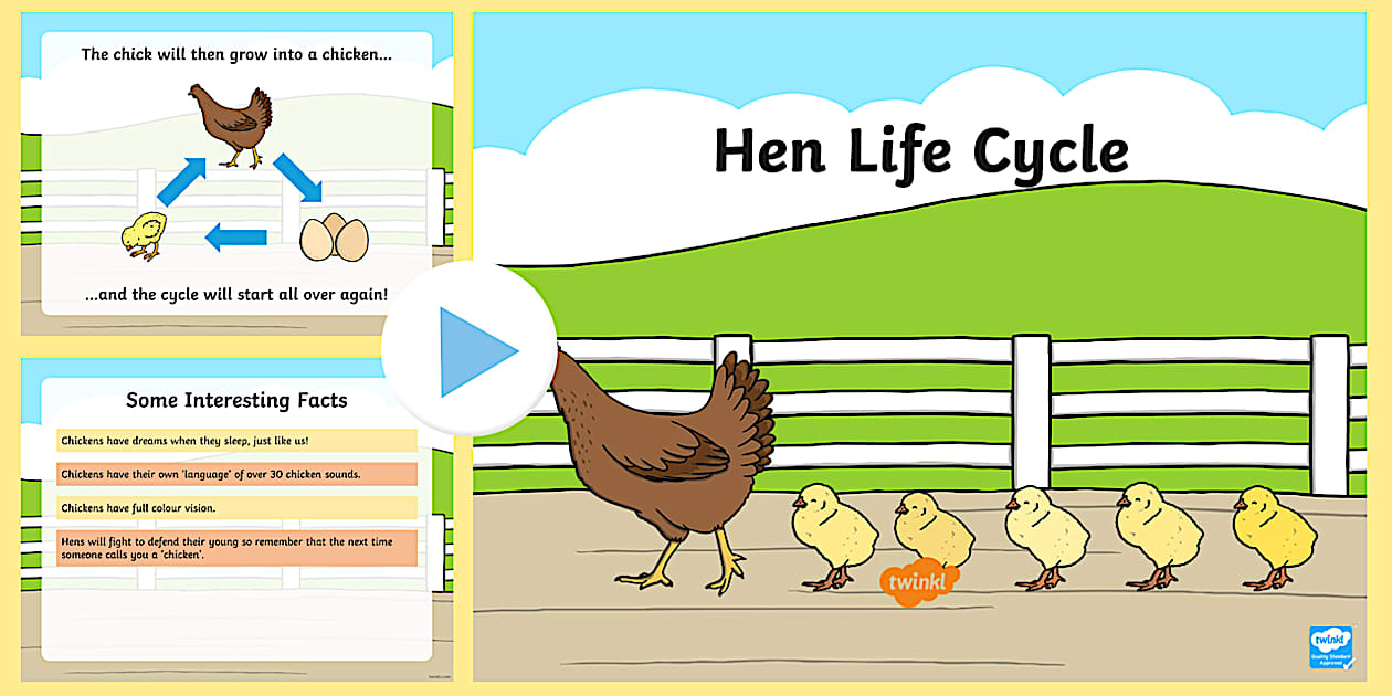 Hen Life Cycle PowerPoint (teacher made) - Twinkl