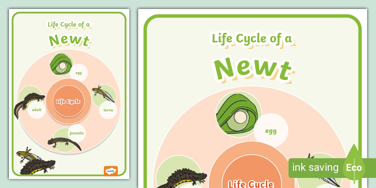 Newt Life Cycle Poster - Twinkl - KS1 - Twinkl
