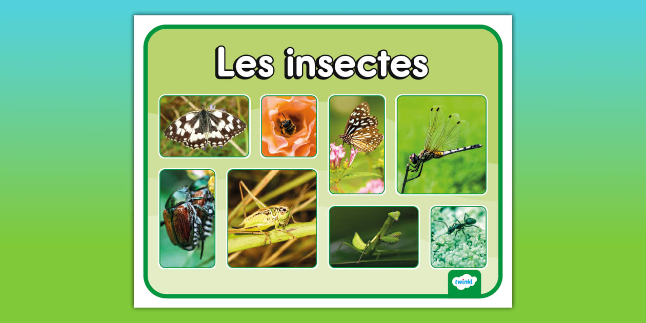 Insects in French Classroom Poster | Twinkl Education