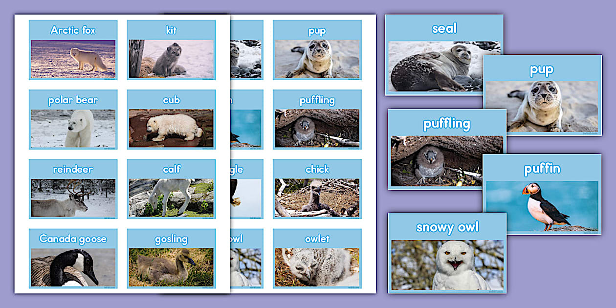 Arctic Animals and Their Young Photo Matching Cards