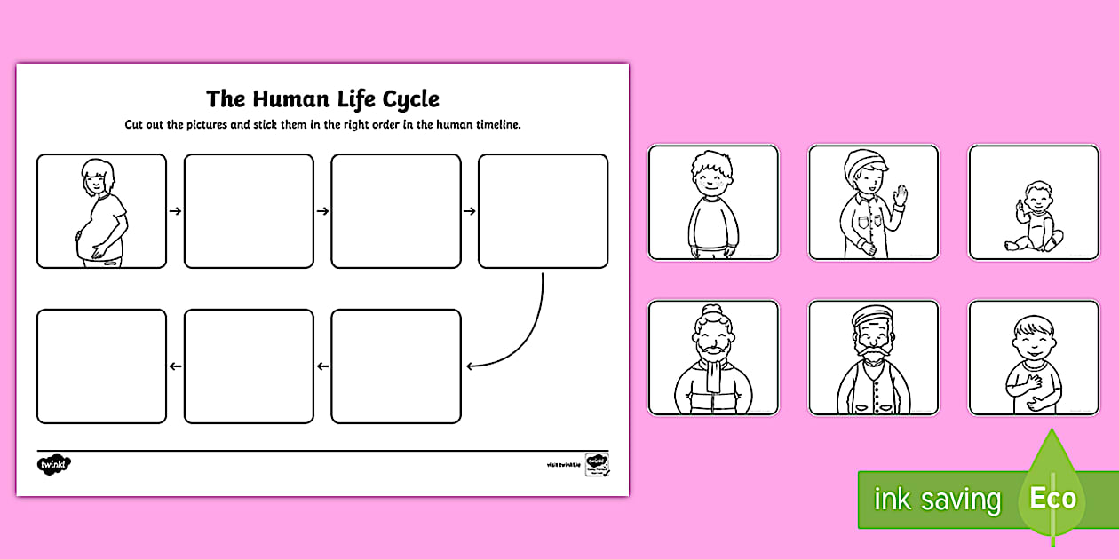 Develop an Awareness of Human Birth Human Lifecycle Worksheet