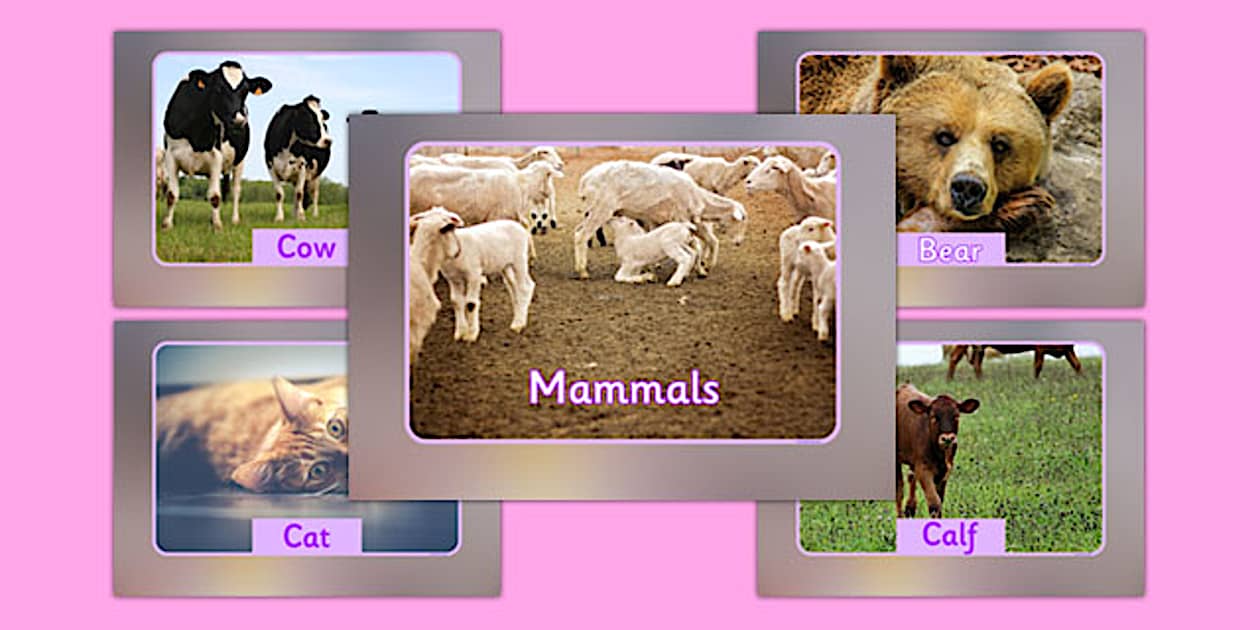 Cursive Mammals Display Photos (Lehrer gemacht) - Twinkl
