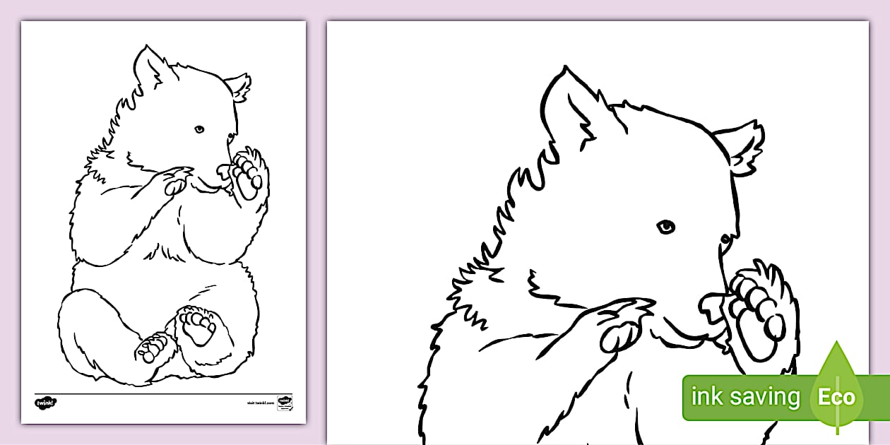 Baby Bear Colouring Sheet | Primary Resources | Twinkl