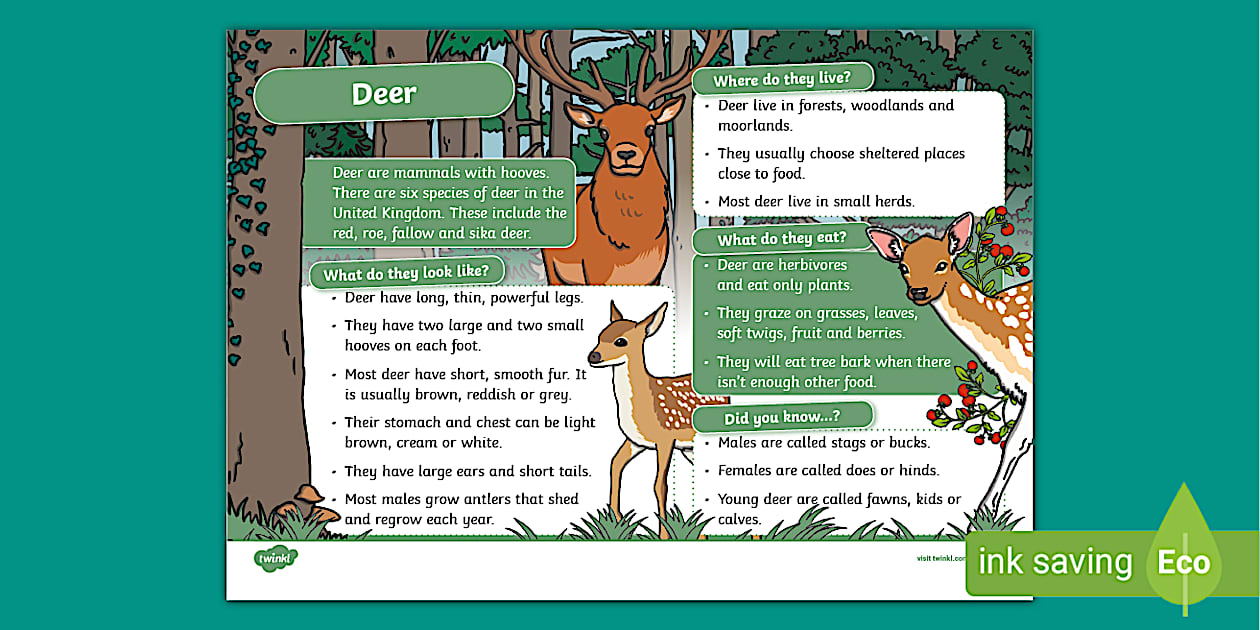 KS1 Deer Fact File - Animals (teacher made) - Twinkl