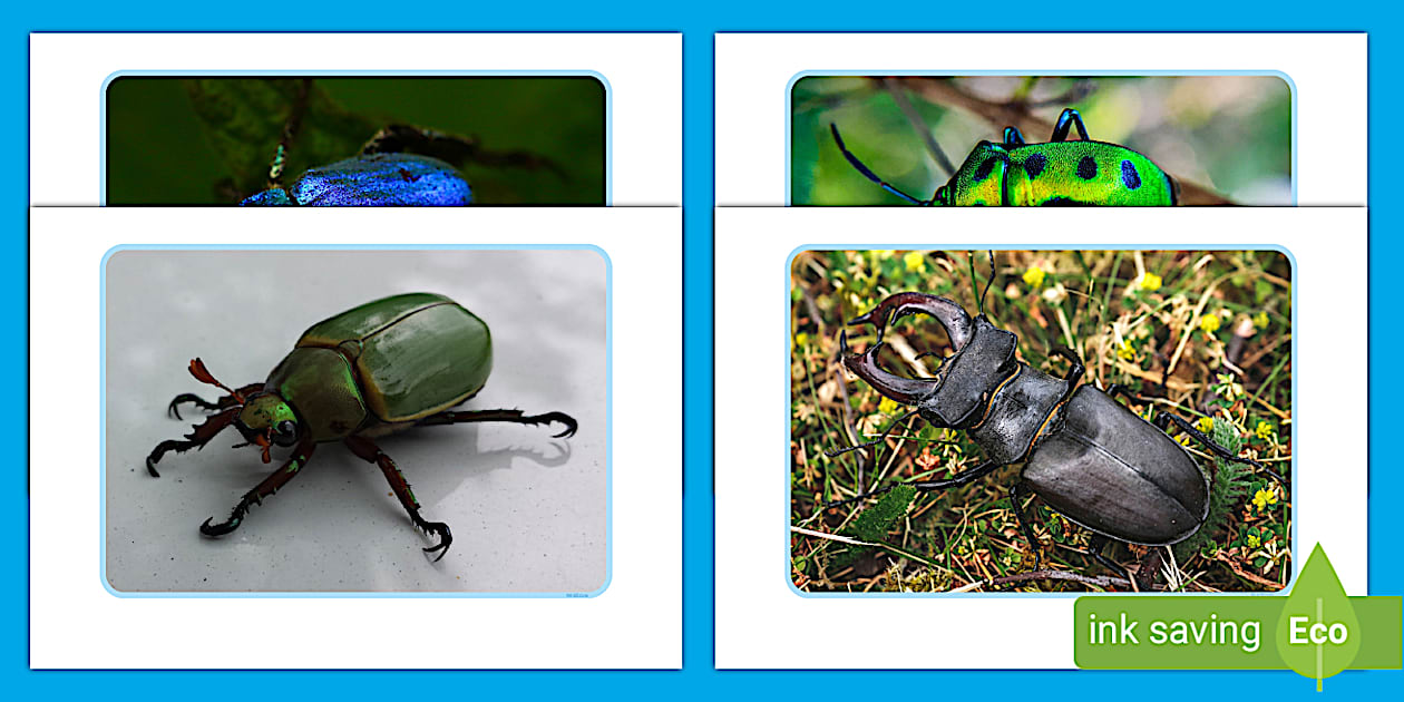 Different Types of Beetles Photo Pack (teacher made)