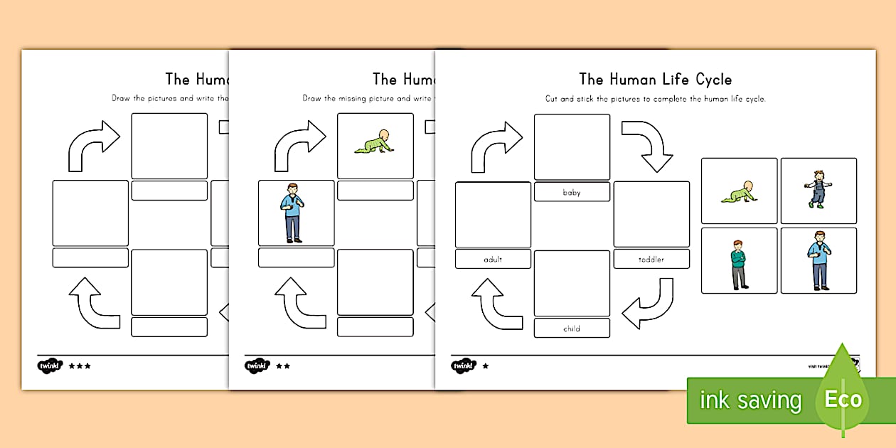 Life Cycle of a Human Being for Kids - K-2 Science Worksheet
