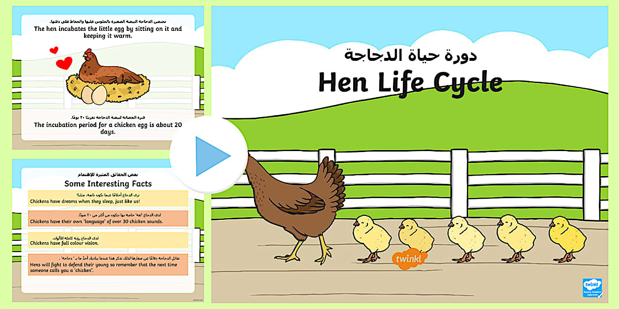 Hen Life Cycle PowerPoint Arabic/English (teacher made)